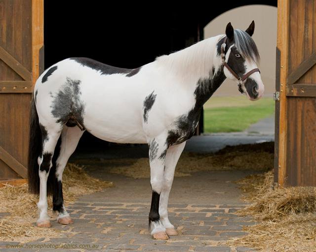 Membership & Registration – Clydesdale Cross Sport Horse Association