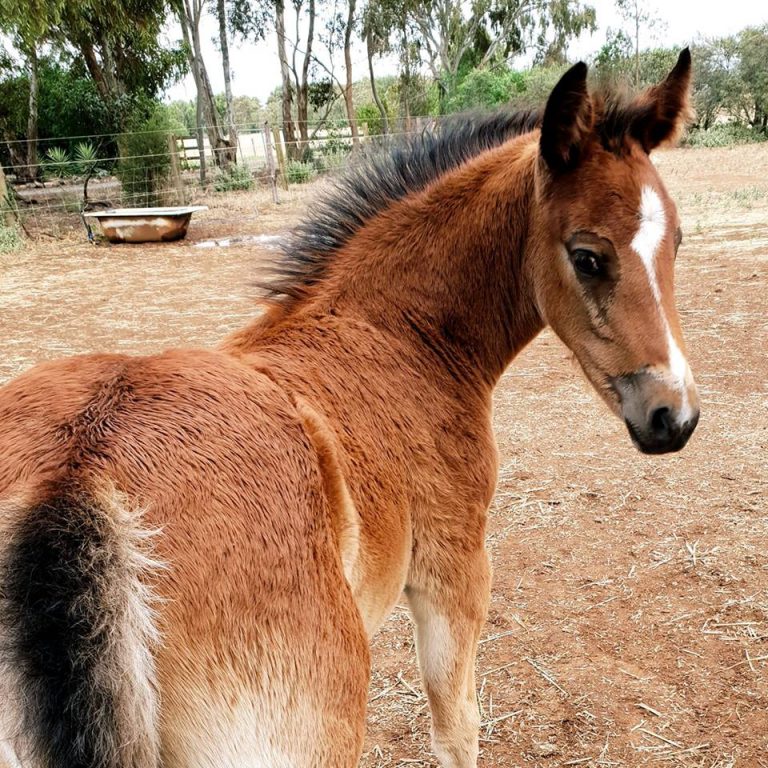 Gallery – Clydesdale Cross Sport Horse Association